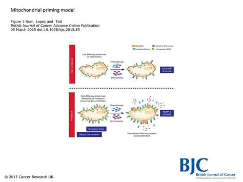 Mitochondrial Priming Model Ppt Download