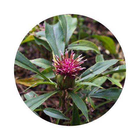 Atractylodes Macrocephala ¿para Qué Sirve La Atractylodes Macrocephala Tele Naturista