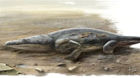 Fossilized Remains Of World S Oldest Sea Turtle Discovered Nbc News