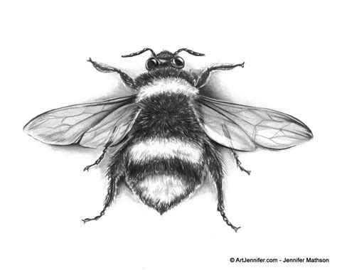 Drawing A Specimen Guide To Using A Microscope