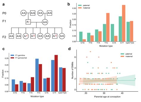 Identification Of Gonosomal Mutations In The F1 Generation A Download Scientific Diagram