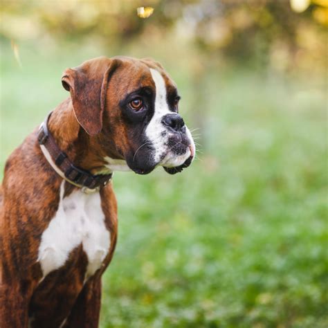 Why Is My Boxer So Small At Brianna Hort Blog