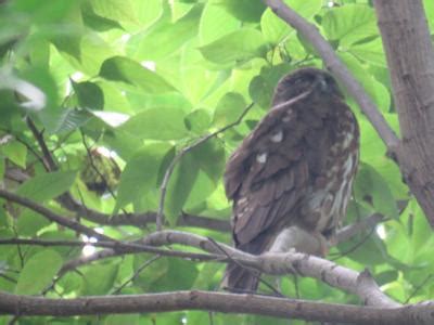 京都御苑のアオバズクなんとなく威厳があるこちらがお父さんでしょうか 読書メーター