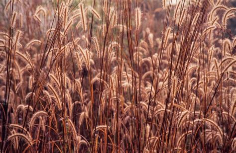 Wall Mural Grass Flower From Scandiwall