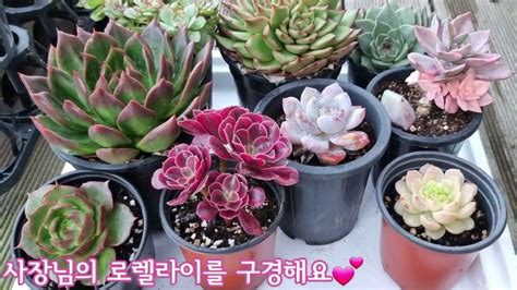 단지네다육 사장님과 함께하는 다육이 쇼핑 쒼나쥬~💕 다부댁이 고른 다육이 And 사장님께서 고른 다육이 비교해 보기 Youtube