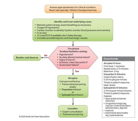 Acls Bradycardia Algorithm Causes And Treatments