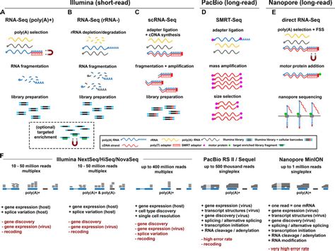 Comparison Of Major Rna Sequencing Methodologies Viral Transcriptome Download Scientific