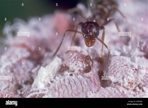 Argentinian Ant Iridomyrmex Humilis On Scale Insect Pseudococcus