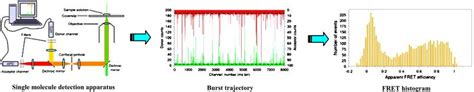 Schematic Of Single Molecule Fret Analysis Download Scientific Diagram