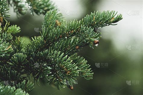 雨滴落在绿色松针上的特写
