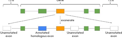 A Schematic Representation Of The Tandem Exon Duplication Search The