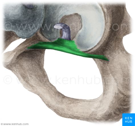 Kinesiology Unit 3 The Hip Joint Pelvic Girdle And Femo Acetabular Joint Flashcards Quizlet