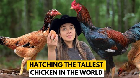 Hatching Eggs From The Tallest Chicken In The World Indio Gigante 3