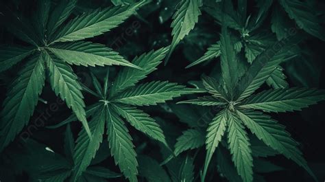 Weed Leaves Background Close Up Cannabis Leaves Pictures Of Pot