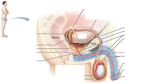 Reproductive Male Organ Sagittal Diagram Quizlet