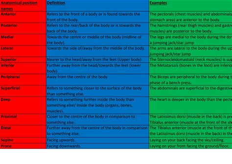 Presentation Functional Anatomy Functional Anatomy Stuvia Uk