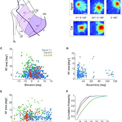 Orientation Selectivity In Primary Visual Cortex Of Agouti And Cat Download Scientific Diagram