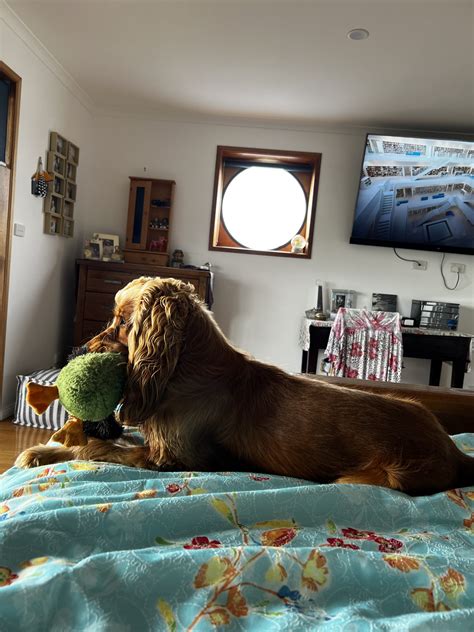 Maximus Stunning Red English Cocker Spaniel Stud Vic Stud Dogs