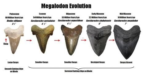 Megalodon Evolution Questions And Answers The Fossil Forum