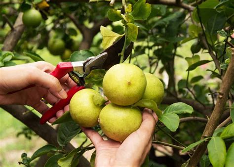 How To Prune A Lemon Tree