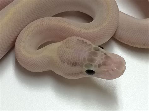 Reptiles For Sale Online Reptile Store Reptile Pets Xyzreptiles