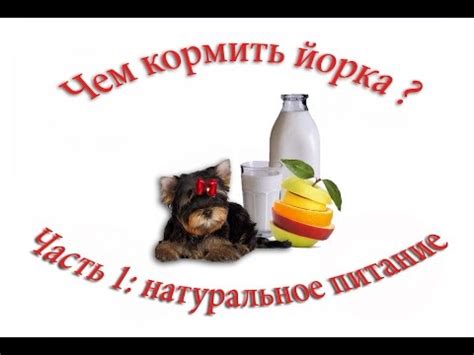 Чем кормить йоркширского терьера? Часть 1: натуральное питание щенка ...