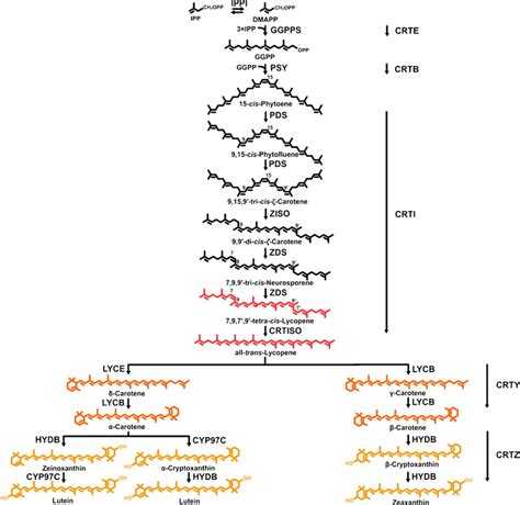 Carotenoid Biosynthesis Pathway In Plants And Equivalent Steps In