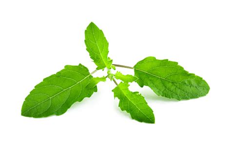 하얀 배경에 고립 된 약용 거룩한 바질 또는 털시 잎 클리핑 경로 홀리바질에 대한 스톡 사진 및 기타 이미지 홀리바질 0명 Krishna Istock