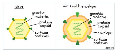 Virus Diagram Capsid