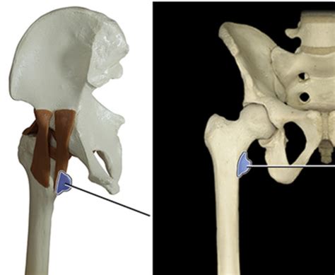 Week Lab Flashcards Quizlet