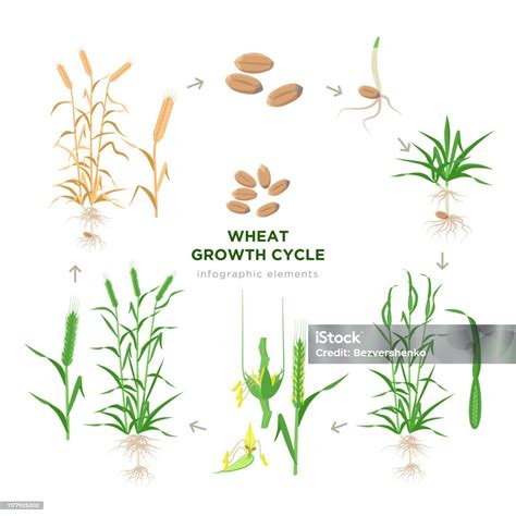 밀 성장 단계 평평한 디자인의 밀 식물 인포 그래픽 요소의 수명 주기 흰색 배경에 고립 된 그림의 식물 세트 밀 곡물 모종 줄기 경작 조인트 듀럼밀에 대한 스톡 벡터 아트