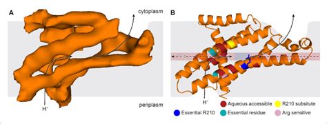 The E Coli F Atpase Subunit A And The Suggested Path Of Proton