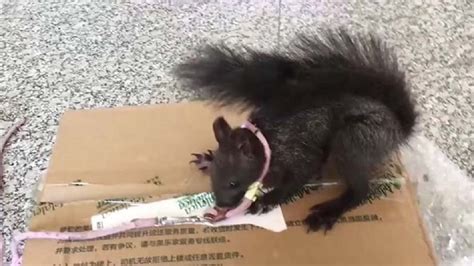 Хятадад хар тамхи илрүүлэхэд үнэрч хэрэм ашиглана