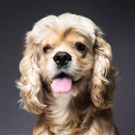 American Cocker Spaniel Description Price Temperament And Care