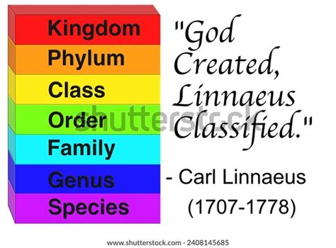 Vector Illustration Showing Taxonomic Classification Scheme Stock Illustration 2408145685