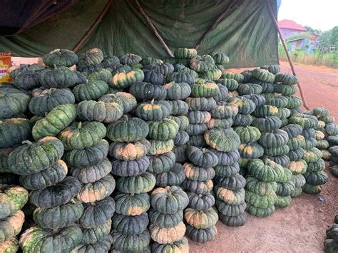 ផ្សារទំនើប និងសប្បុរសជន ជួយទិញល្ពៅចាល់ទីផ្សាររាប់សិបតោនពីកសិករខេត្តព្រះវិហារ