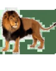 Раскраска животные жарких стран распечатать