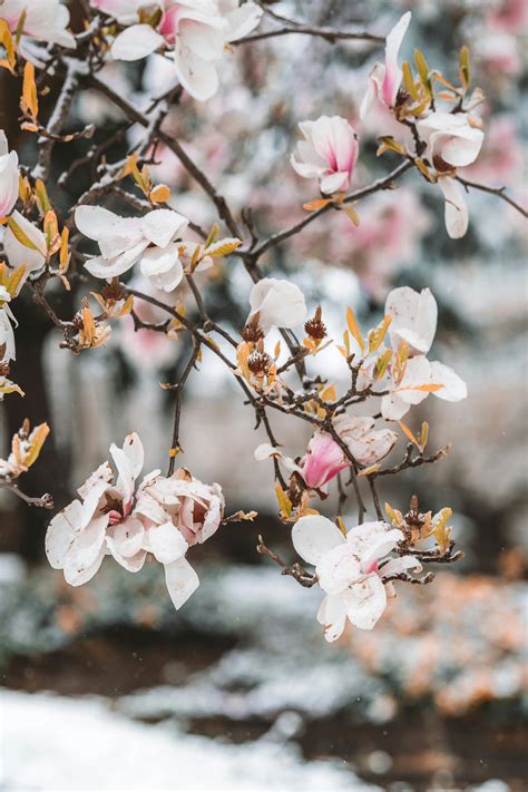가지 고요한 근접 촬영 꽃 꽃 엠블럼 꽃무늬 꽃이 만발한 꽃 꽃잎 질감 나뭇잎 녹색 배경 녹지 단순한 우아함 단일 꽃 매크로 목련 목련 그란디
