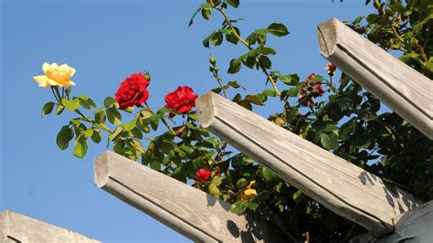 Деца от Казанлък издадоха пътеводител на града Новини бг