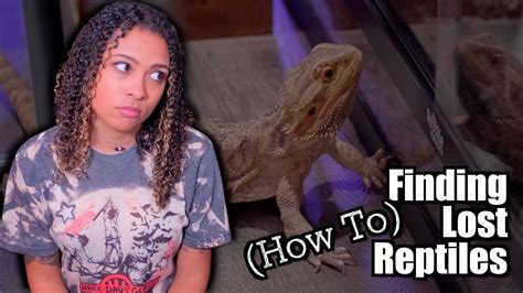My Reptile Escaped Now What