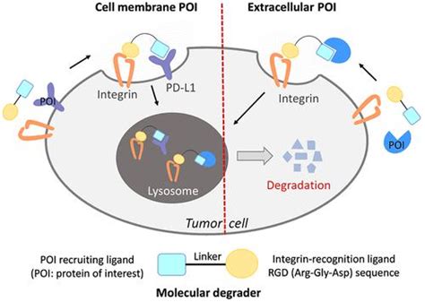 Bifunctional Compounds As Molecular Degraders For Integrin Facilitated
