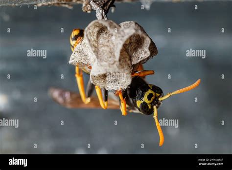 Macro Photo Wasp Building A Nest And Laying Eggs Stock Photo Alamy