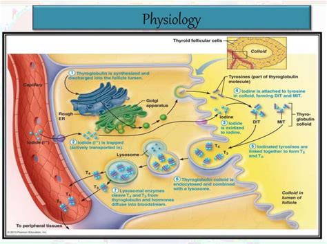 Surgery Thyroid Pptx