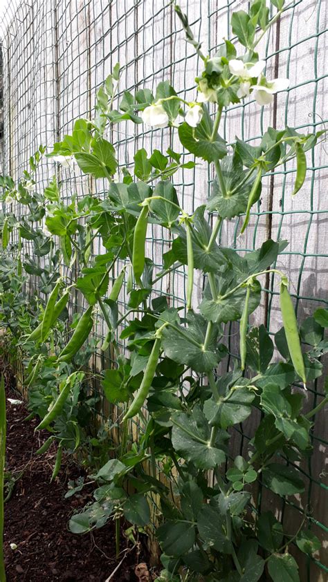How To Trellis Peas In Your Garden Artofit