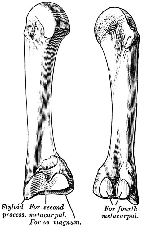 Metacarpal Clipart Etc Metacarpal Clipart Etc