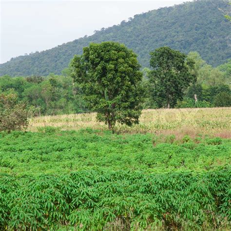 Cassava Growing Areas Stock Image Colourbox