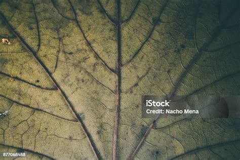 녹색 잎 텍스처와 배경 녹색 잎 텍스처의 매크로 보기입니다 유기 패턴입니다 추상 텍스처와 디자이너에 대 한 배경 녹색 잎 배경입니다 녹색 잎 텍스처 닫습니다 0명에 대한