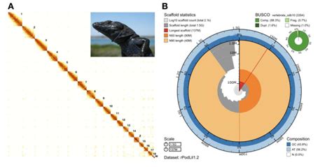 Visual Summary Of The Rpodlil1 2 Assembly A Hi C Contact Map Of The Download Scientific
