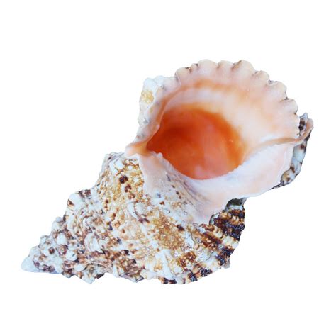 Atlantic Whelk Seashell Medium To Large Shells California Seashell Company