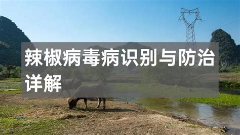 辣椒病毒病识别与防治详解